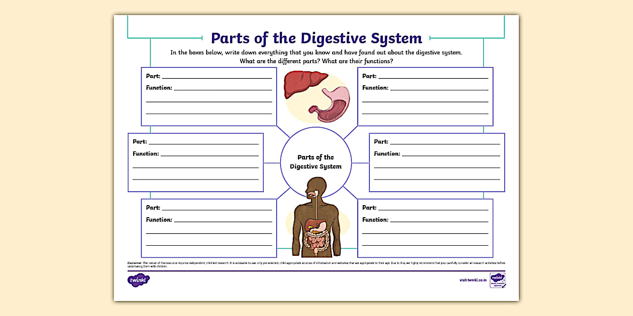 Parts of the Digestive System Mind Map (teacher made)