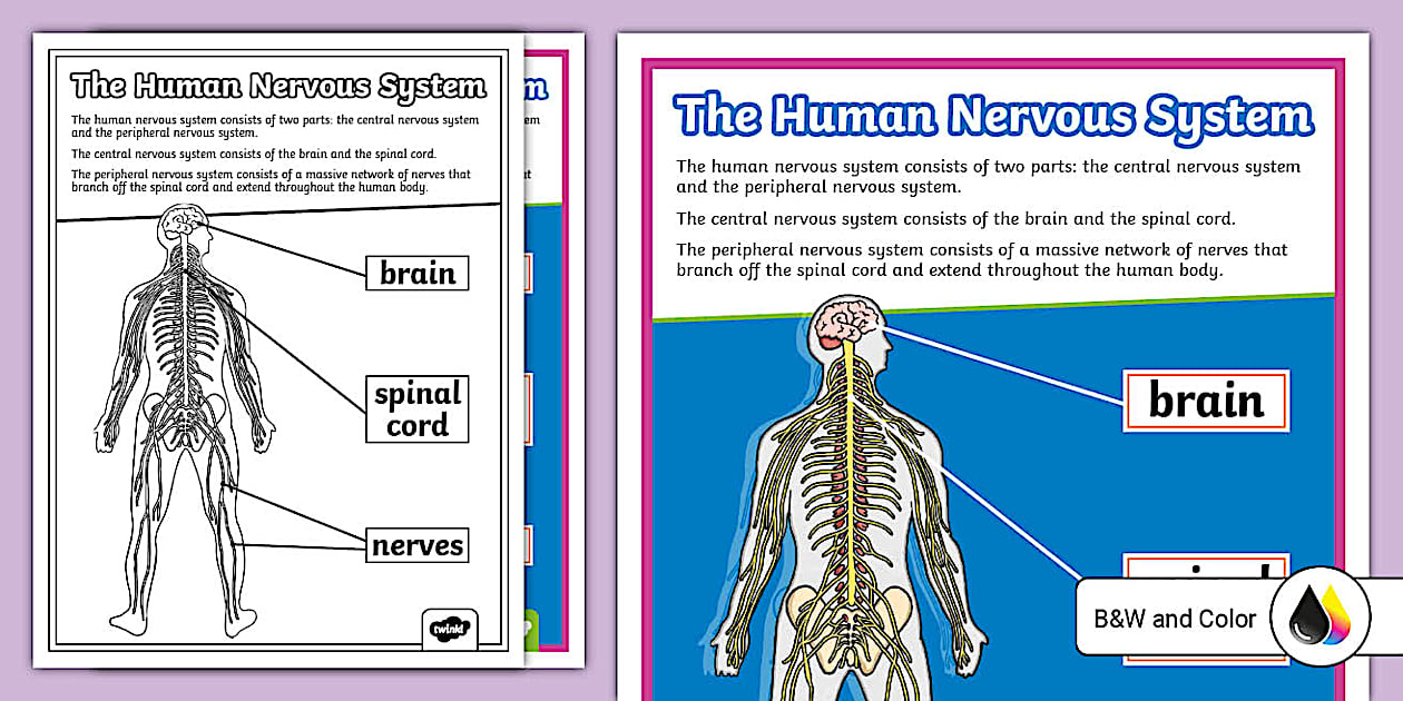 The Human Nervous System Poster for 3rd-5th Grade - Twinkl