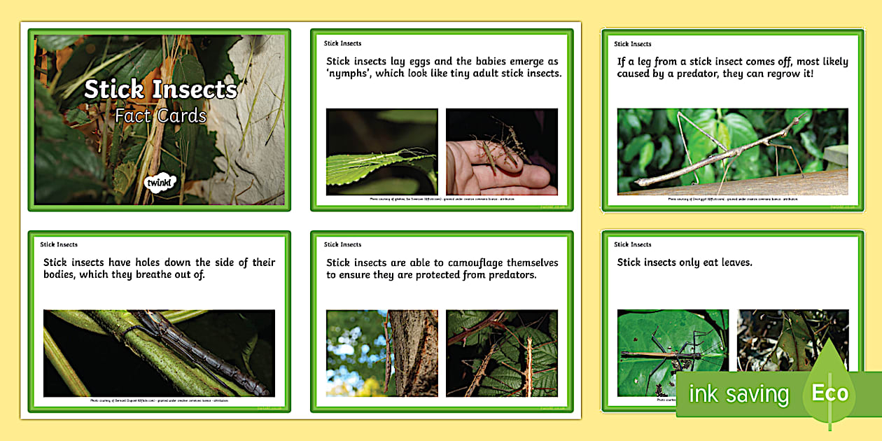 EYFS Stick Insect Fact Cards (teacher made) - Twinkl