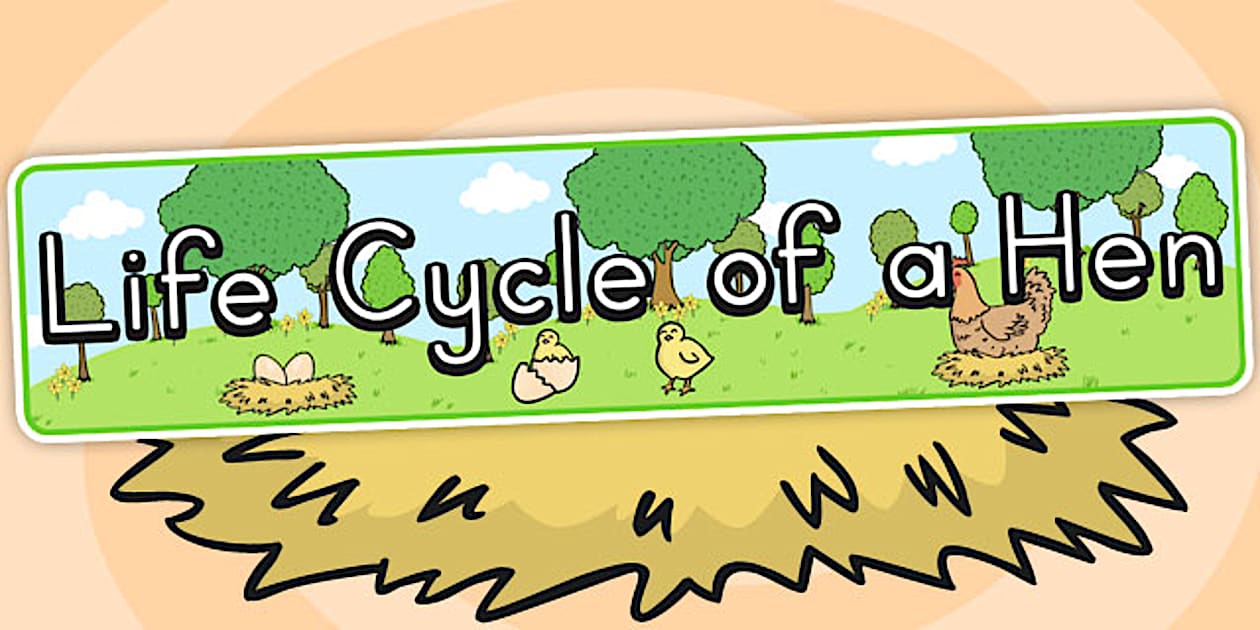 Life Cycle of a Hen Display Banner (teacher made) - Twinkl