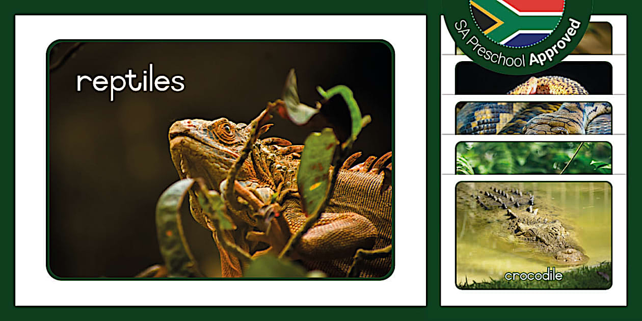 Pictures of Reptiles with Their Names | Twinkl ZA