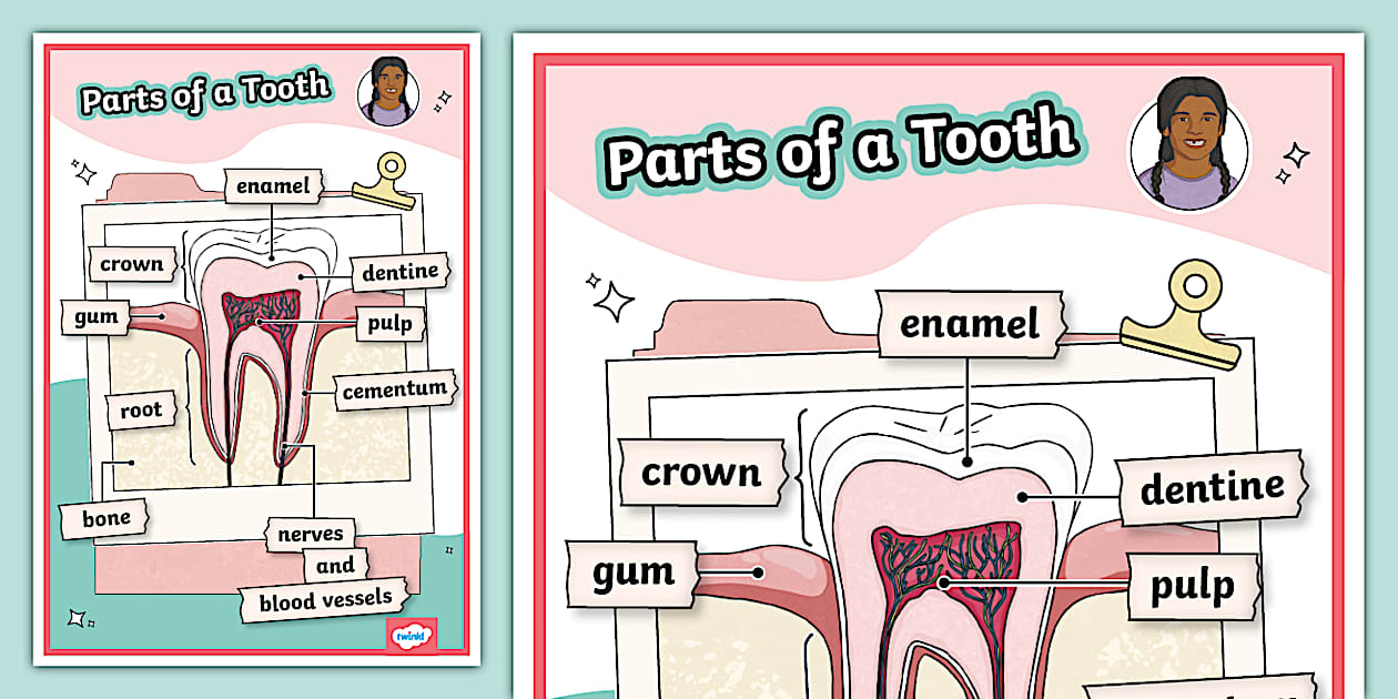 Parts of a Tooth Display Poster - Science - KS2 - Twinkl