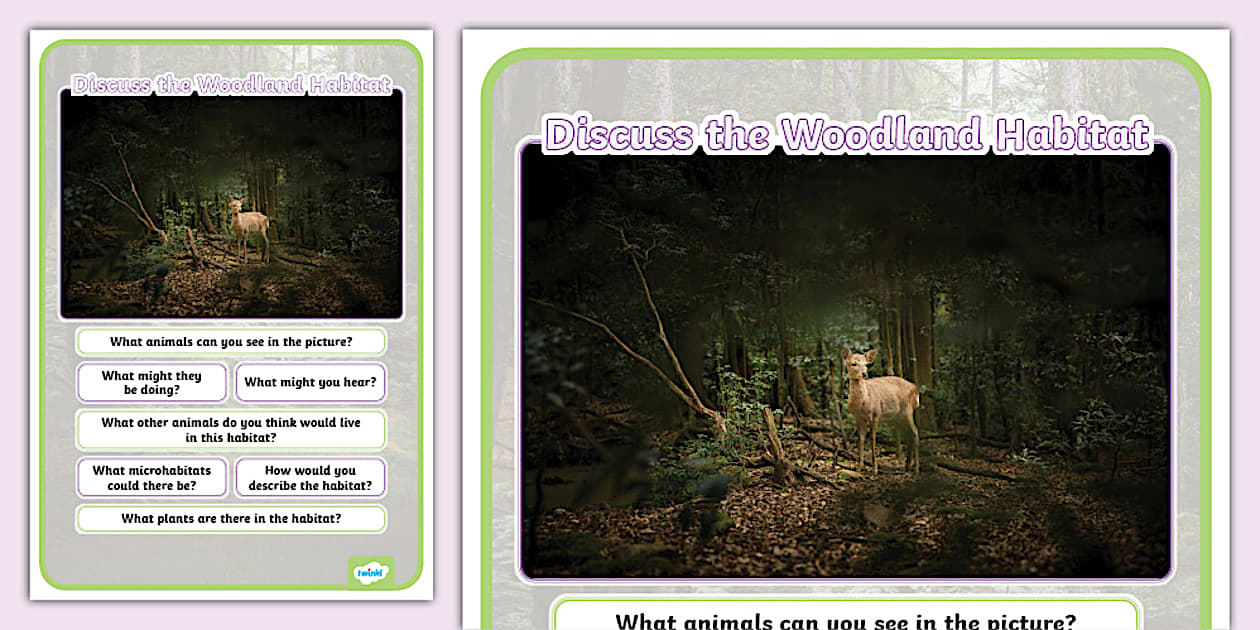 Discuss the Woodland Habitat Picture Prompt (Teacher-Made)