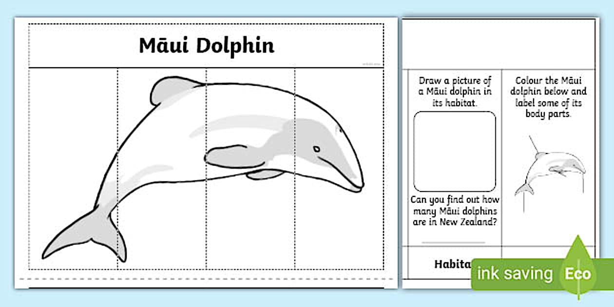 Māui Dolphin Fact File Flap Book (teacher made) - Twinkl