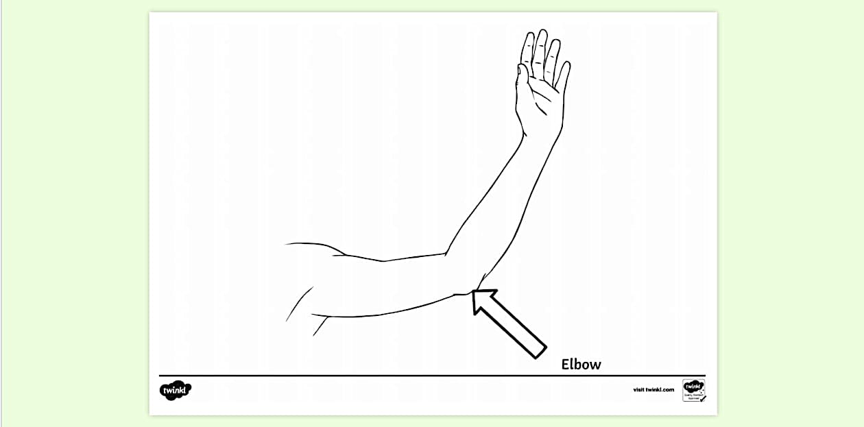Elbow Labelled Colouring Sheet | Colouring Sheets - Twinkl