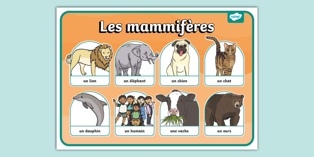 Affiche : Les mammifères (Teacher-Made) - Twinkl
