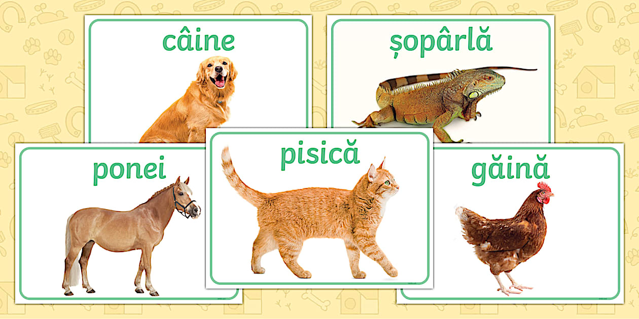 Animale de companie – Fotografii (Teacher-Made) - Twinkl