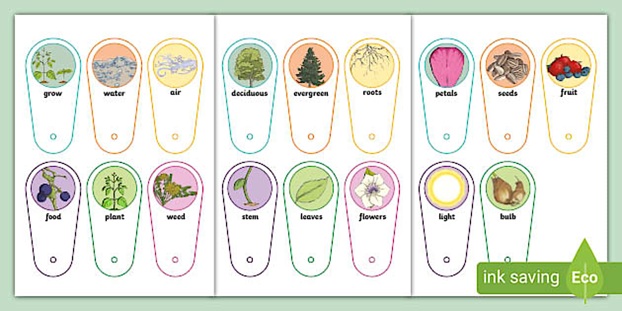 Science Key Word Fan: Plants (teacher made) - Twinkl