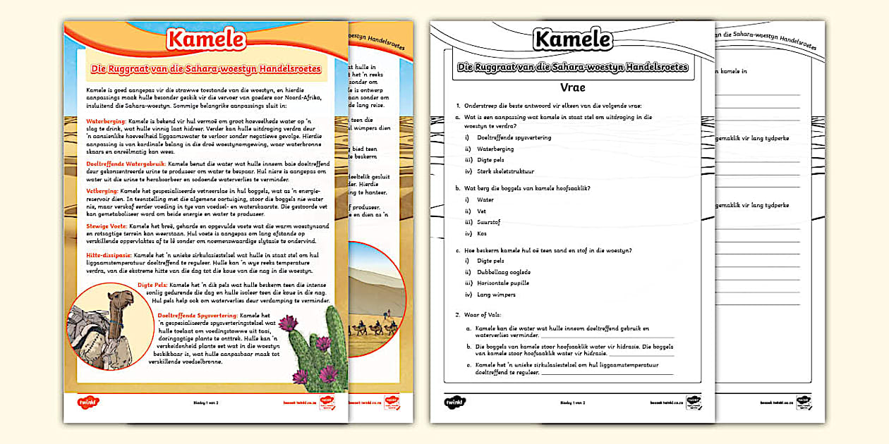 Kamele – Die Ruggraat van die Sahara-woestyn Handelsroetes: Feite en