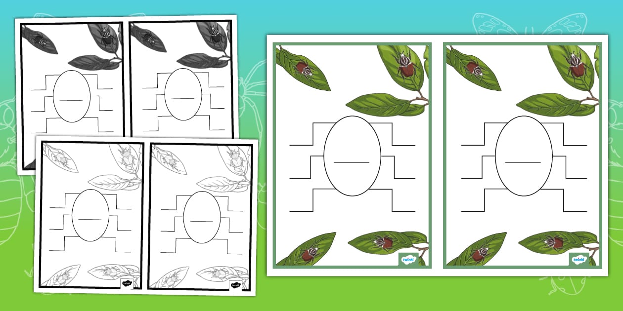 👉 Blank Factor Beetles Flashcards (teacher made) - Twinkl