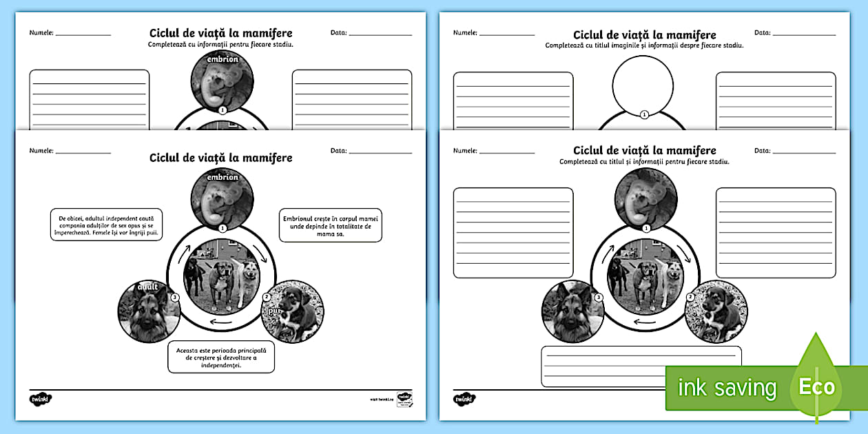 Ciclul de viață la și grupe de mamifere - Fișă activități