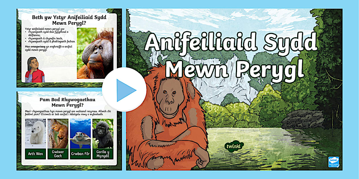 Pŵerbwynt Anifeiliaid Mewn Perygl (Teacher-Made) - Twinkl