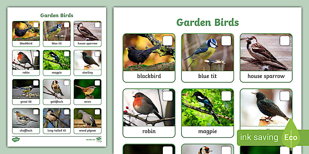 Garden Birds Identification Sheet | Twinkl (Teacher-Made)