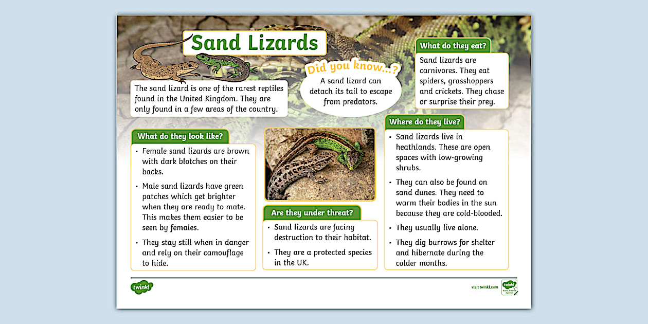 KS1 Sand Lizard Fact File (teacher made) - Twinkl