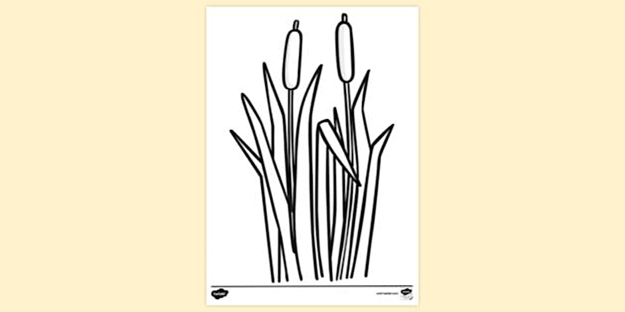 Reed Colouring Sheet | Printable Colouring Sheets - Twinkl