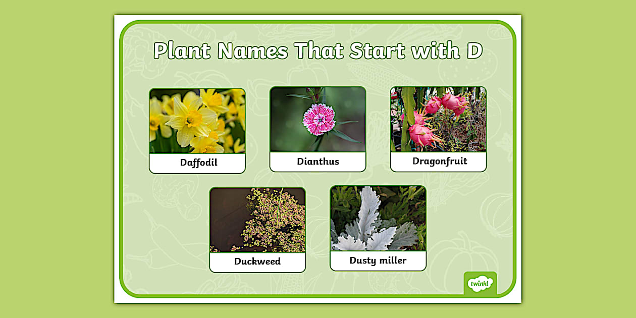 Plant Names Starting with D Display Poster (teacher made)