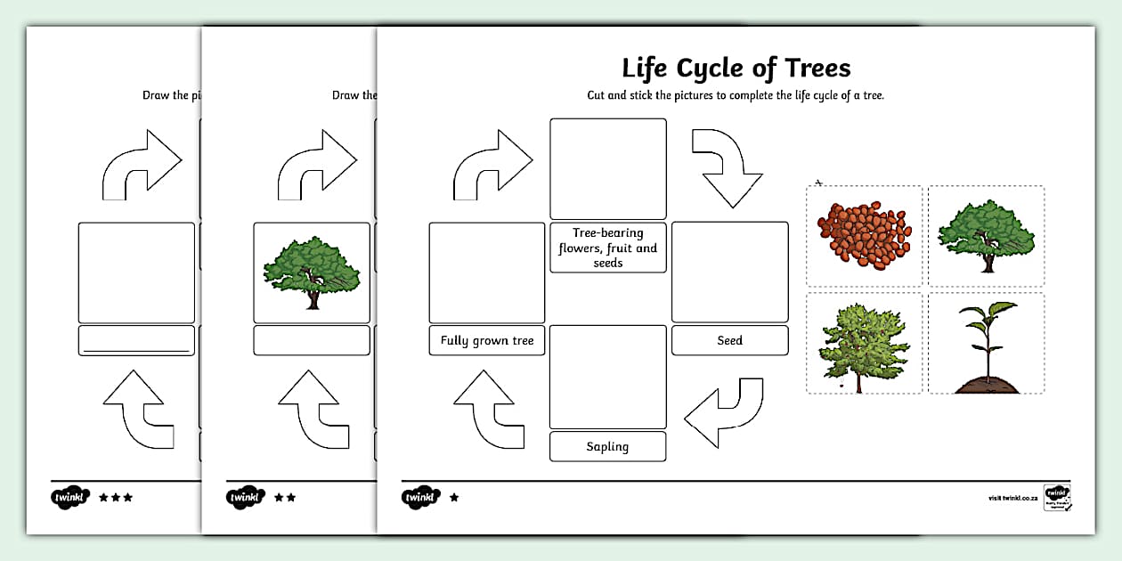 Life Cycle of Trees - Differentiated Activity (teacher made)