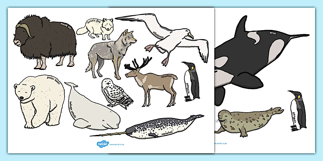Black and White Polar Animals Cut Outs (teacher made)