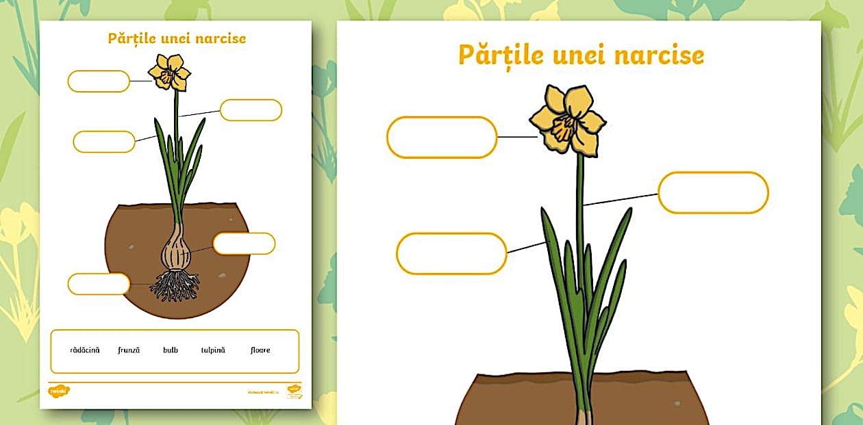 Părțile unei flori: Narcisa – Fișă de lucru - Twinkl