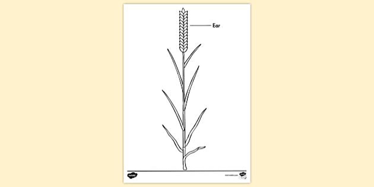 Wheat Plant with Ear Labelled Colouring Sheet (teacher made)