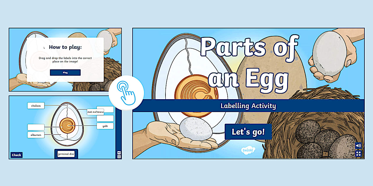 Egg Interactive Labelling Activity (teacher made) - Twinkl