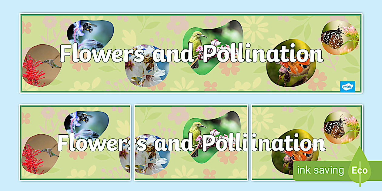 Flowers and Pollination Display Banner (teacher made)
