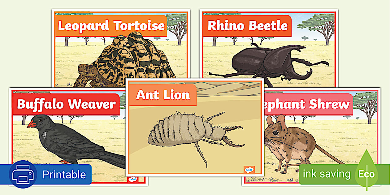 South Africa's Little Five Posters (teacher made) - Twinkl