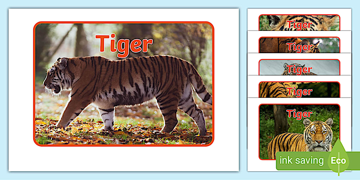 Tiger Photo Pack (teacher made) - Twinkl