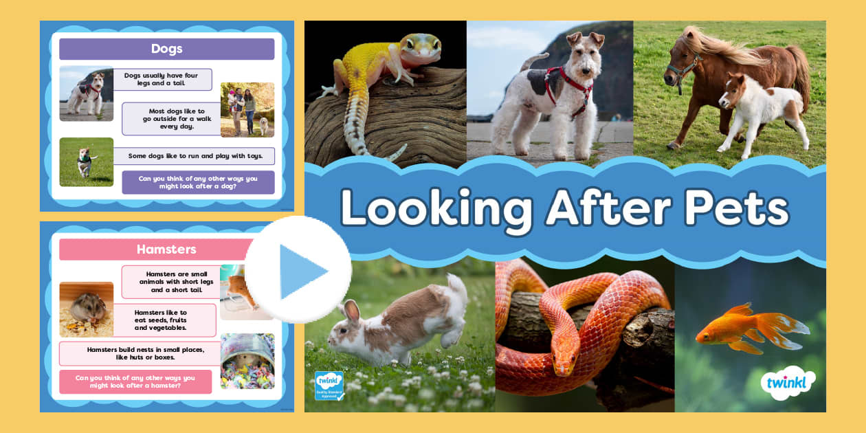 EYFS Looking After Pets PowerPoint (teacher made) - Twinkl