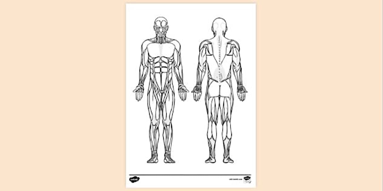 Body Colouring Page | Colouring Sheets (Teacher-Made)