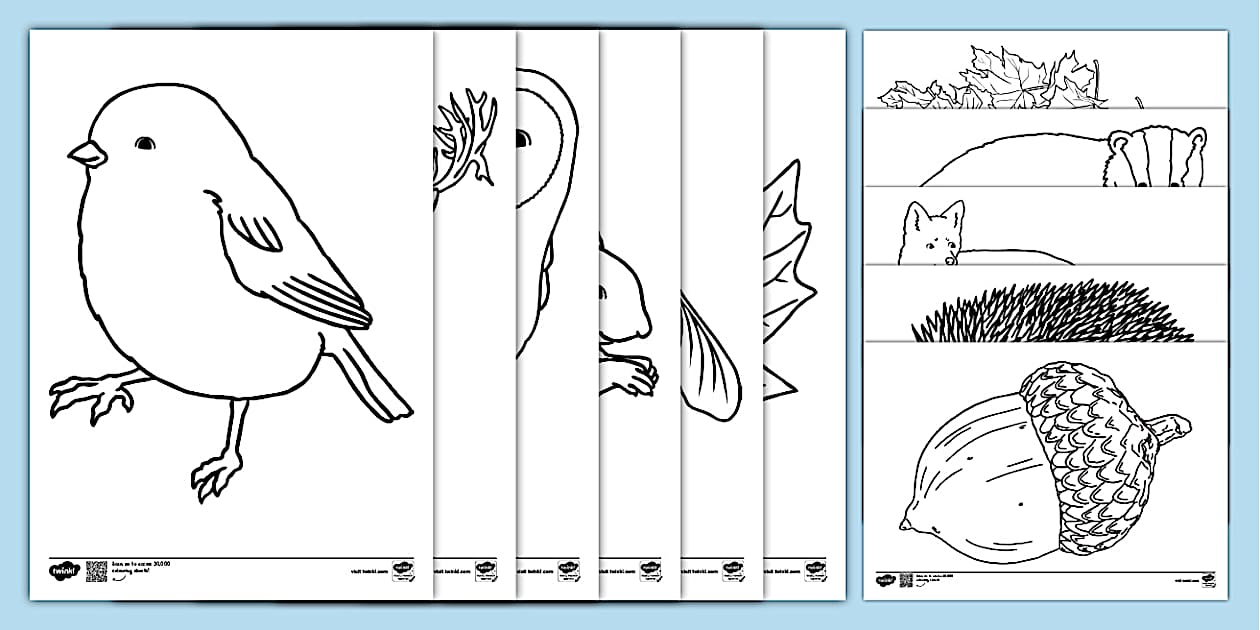 Woodland Animals Colouring Pages | Primary Resources