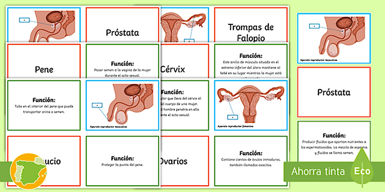 Tarjetas: Partes del aparato reproductor - Twinkl
