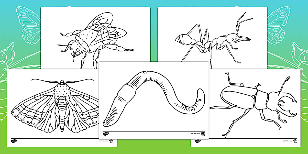 Bugs Colouring Pages (teacher made) - Twinkl