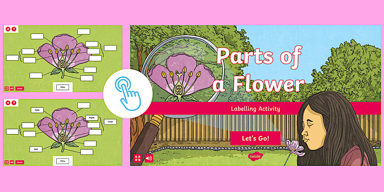 Parts of a Flower Science Interactive Labelling Activity