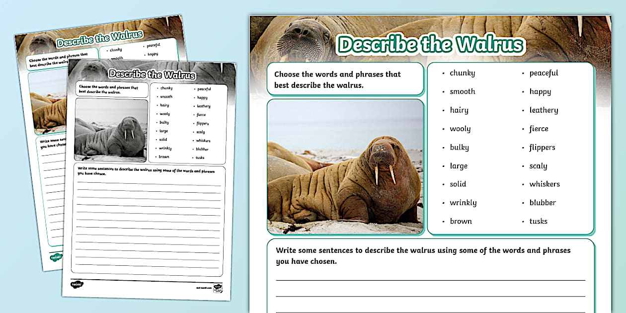 Describe the Walrus Worksheet (teacher made) - Twinkl