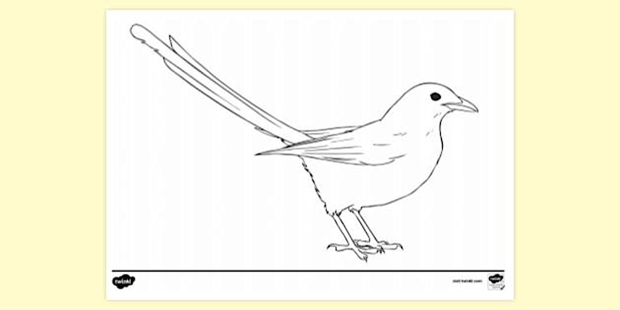 Magpie Colouring Sheet | Colouring Sheets | Twinkl - Twinkl