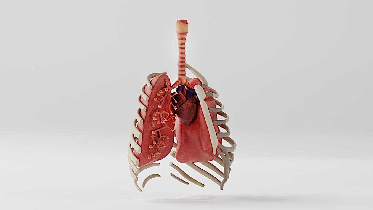 3D Model: Human Body - Human Respiratory System - Twinkl