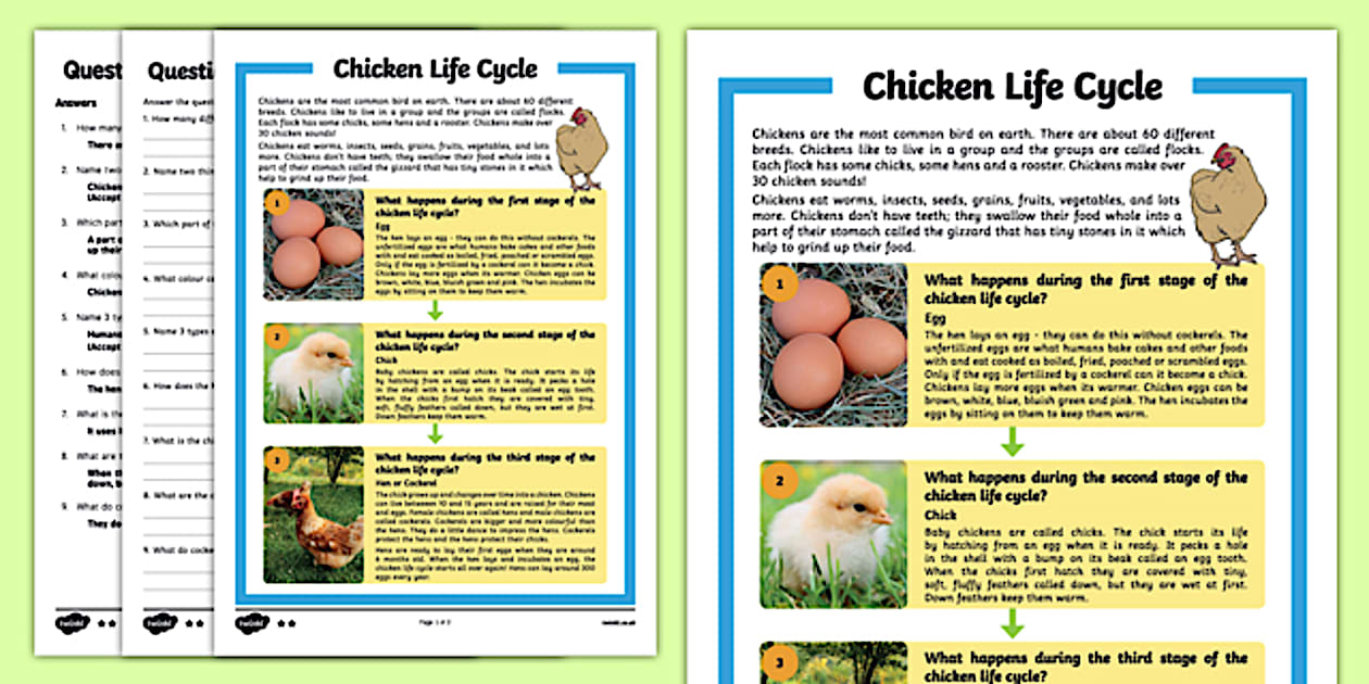 Higher Ability Chicken Life Cycle Differentiated Reading Comprehension
