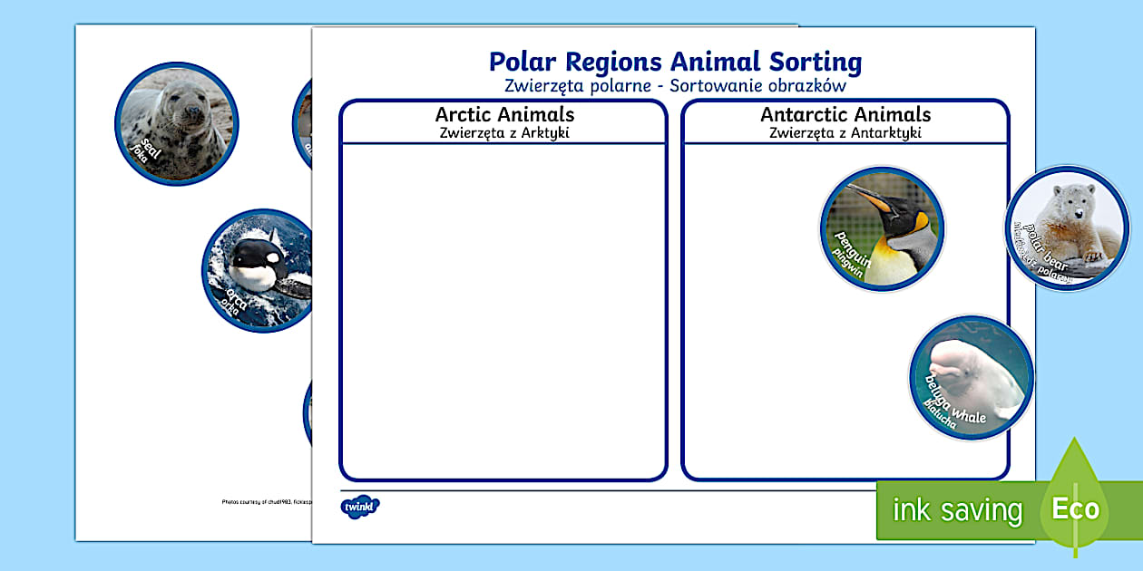 Polar Regions Animal Sorting Activity English/Polish