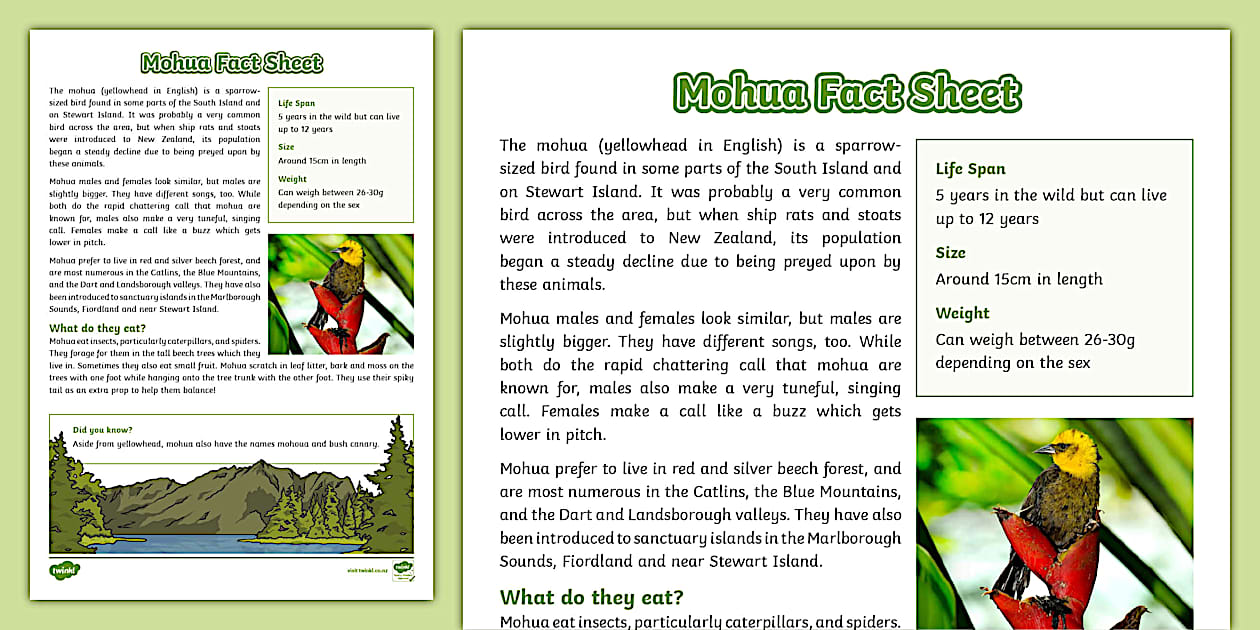 NZ Endemic Birds - Mohua Fact Sheet (teacher made) - Twinkl
