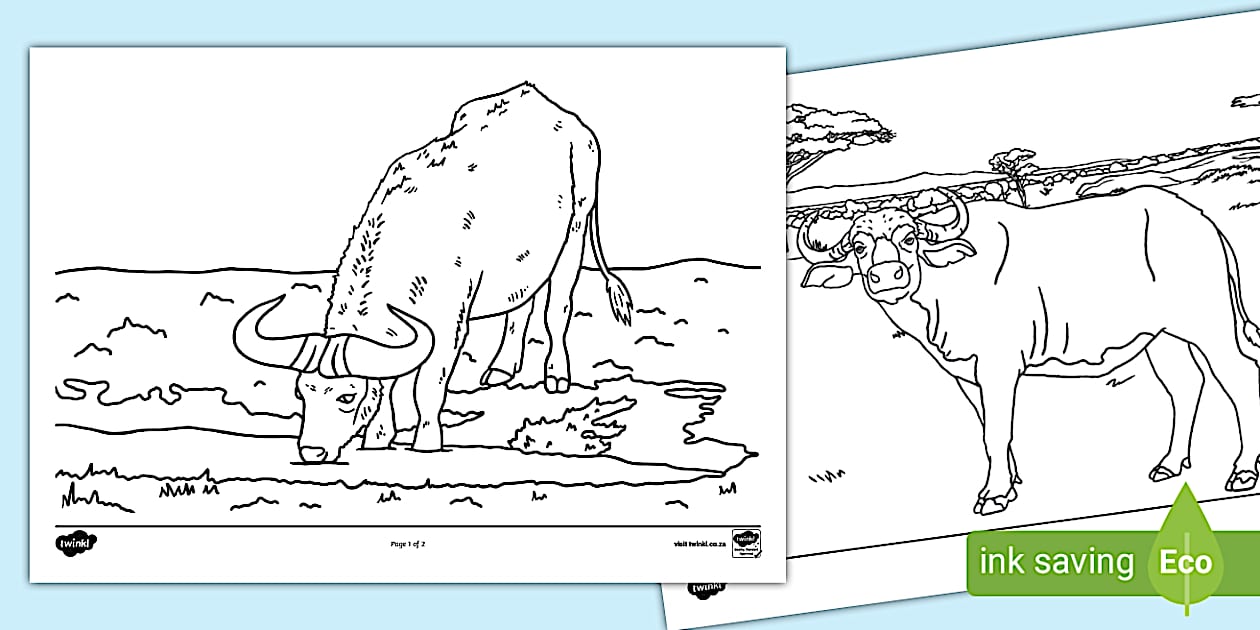 Buffalo Colouring Pages (Teacher-Made) - Twinkl