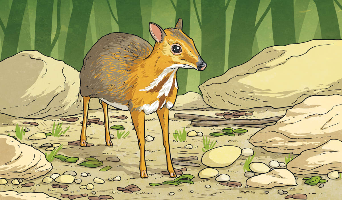 mouse deer