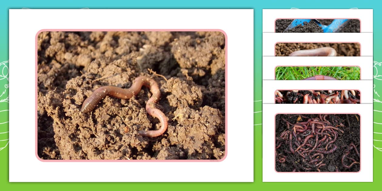 Worms and Wormeries Photo Pack | Twinkl (teacher made)