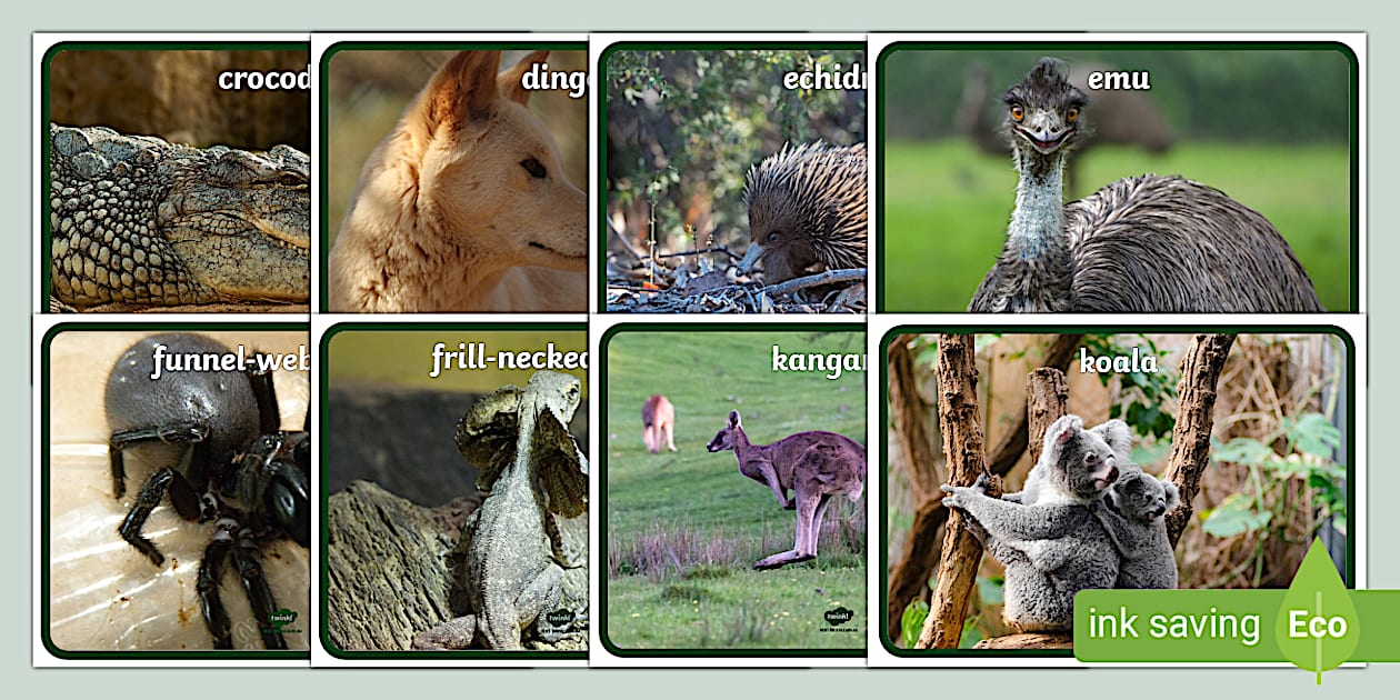 Images of Australian Animals | Photo Pack | Twinkl Resources