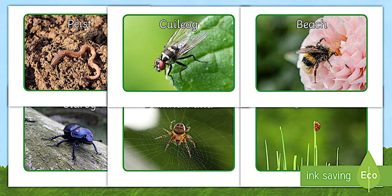 Dyslexic Irish Insects and Minibeasts Display Photos Gaeilge