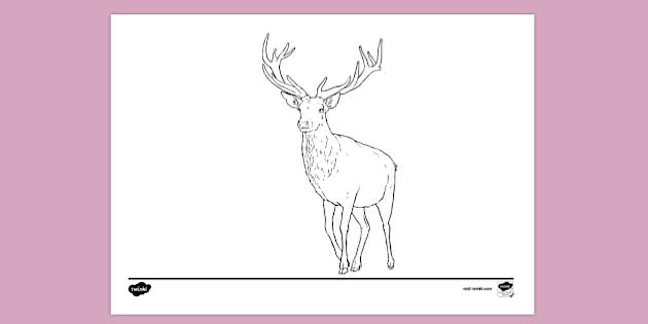 Realistic Deer Colouring | Colouring Page (teacher made)