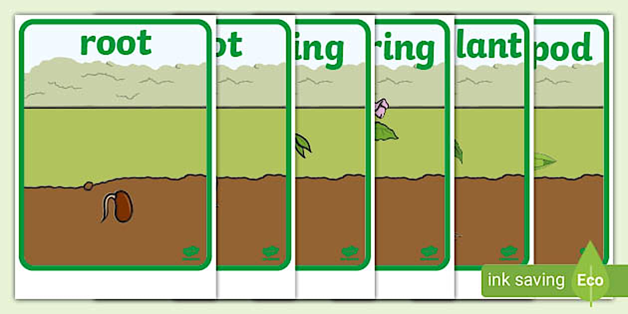 Life Cycle of a Bean Posters - Twinkl