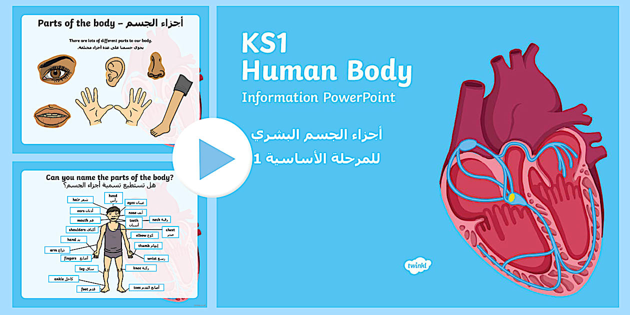 Human Body Information PowerPoint Arabic/English - Twinkl
