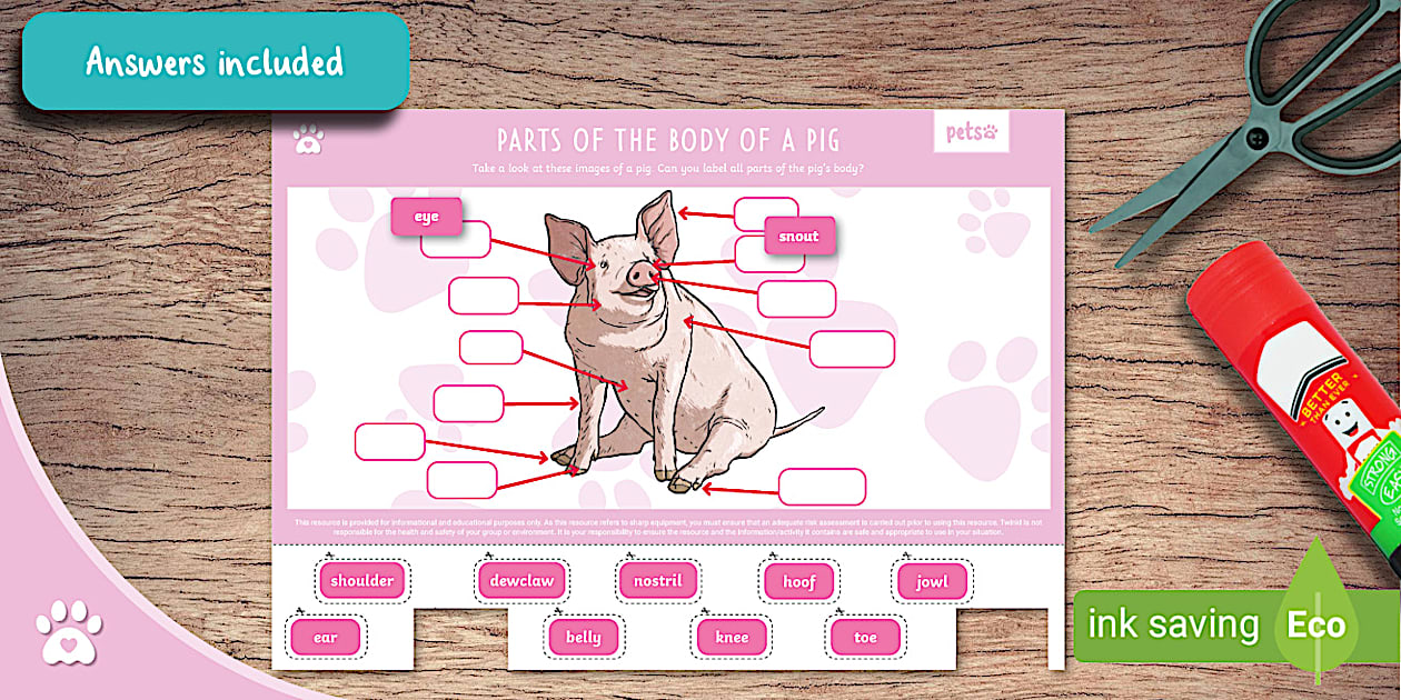 Parts of the Body of a Pig - Labelling Activity - Pets