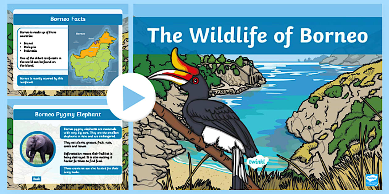 KS1 The Wildlife of Borneo PowerPoint (teacher made)
